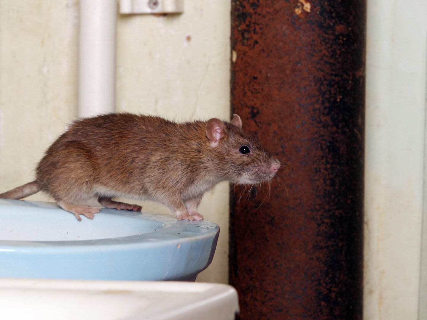 Aggasztóan könnyen feljut egy patkány a vécébe - Nők Lapja