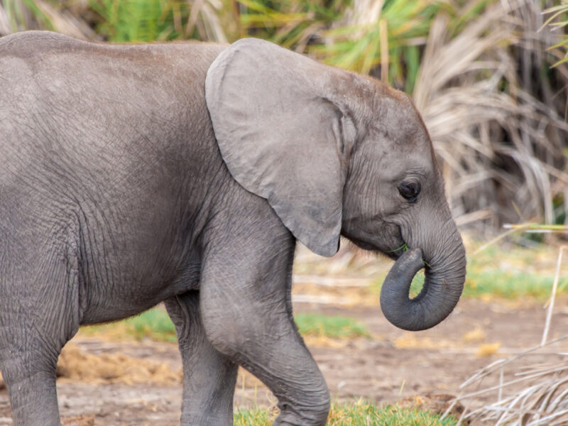 Rendkívül ritka elefántborjú életéért szurkolunk