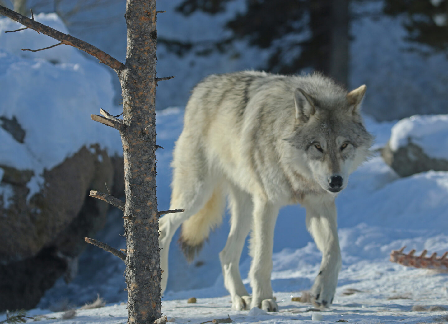 Az igazi farkasember két évig élt farkasokkal - Nők Lapja