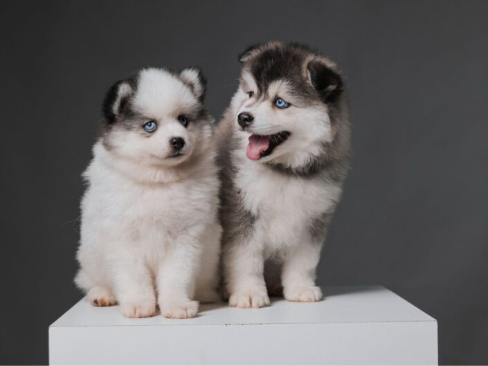 Hibrid kutyák: sok a betegségre hajlamos dizájner keverék