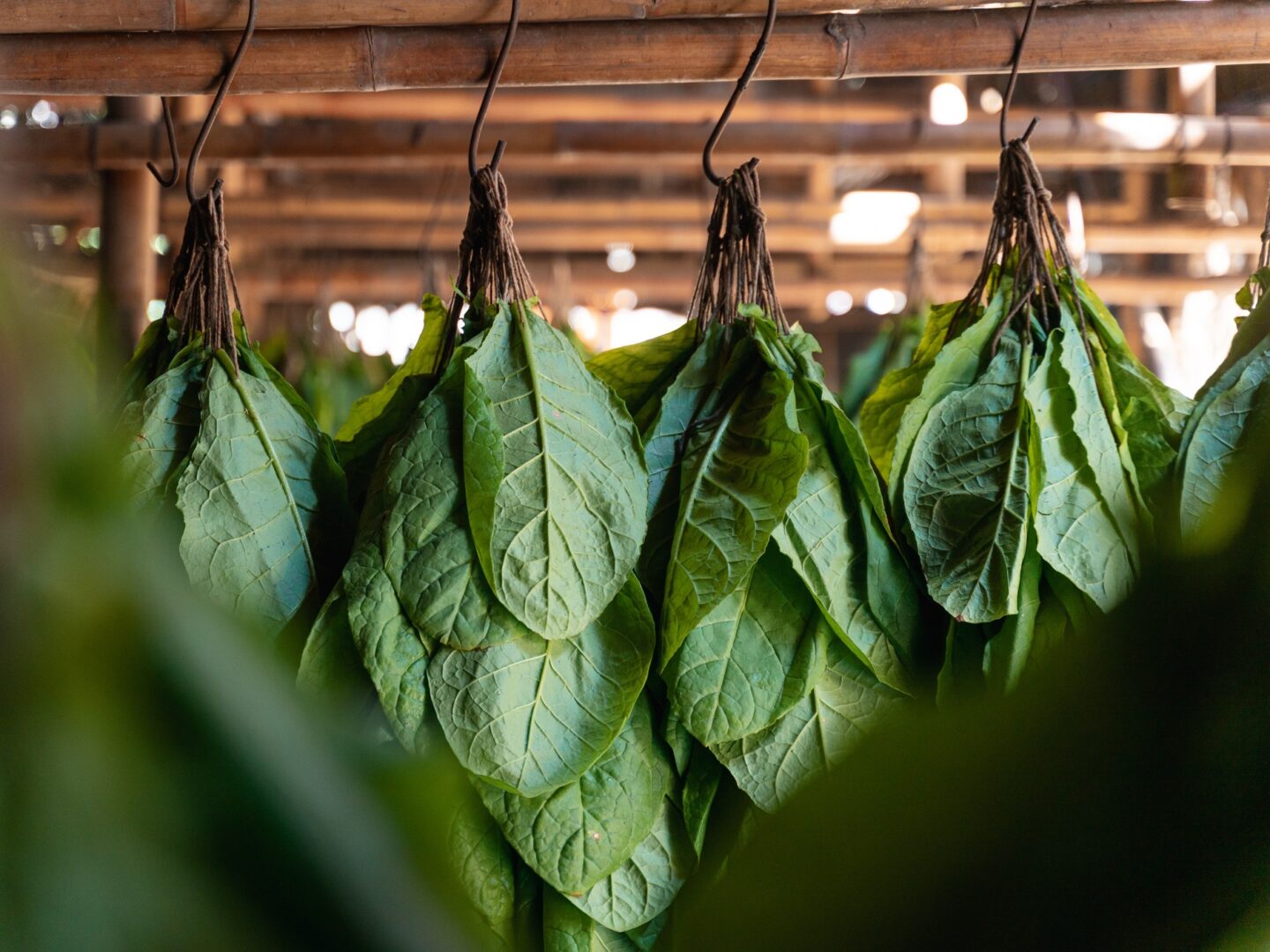 Nikotin: Mit jelent a függőség és hogyan hat a szervezetre?