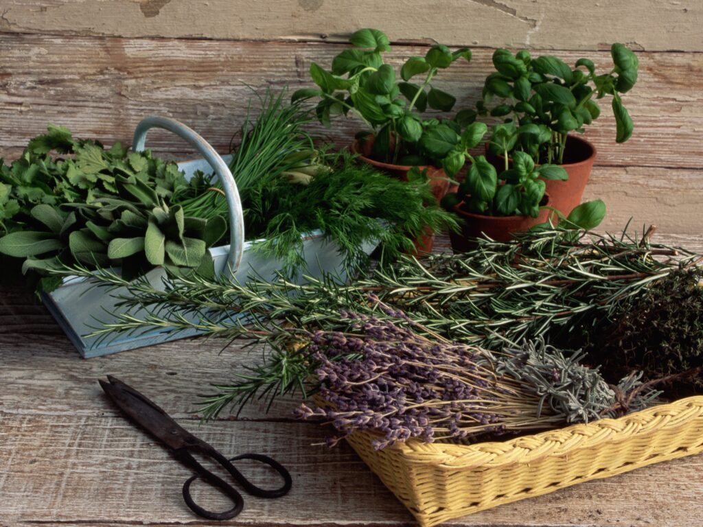 A rozmaring 6 alig ismert jótékony hatása - Nők Lapja