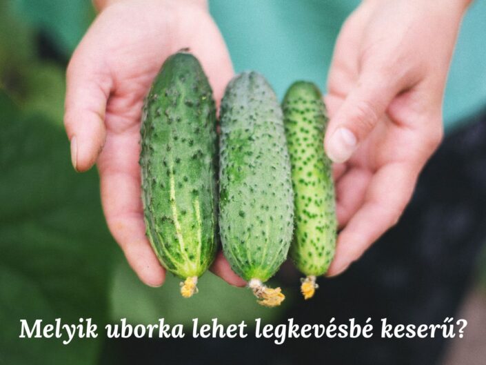 Keserű az uborka? Így szabadulj meg a rossz íztől!